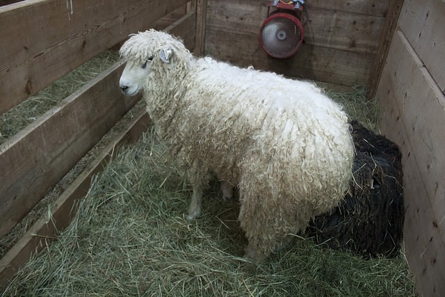 Where cashmere and wool come from • Pork-CHOP